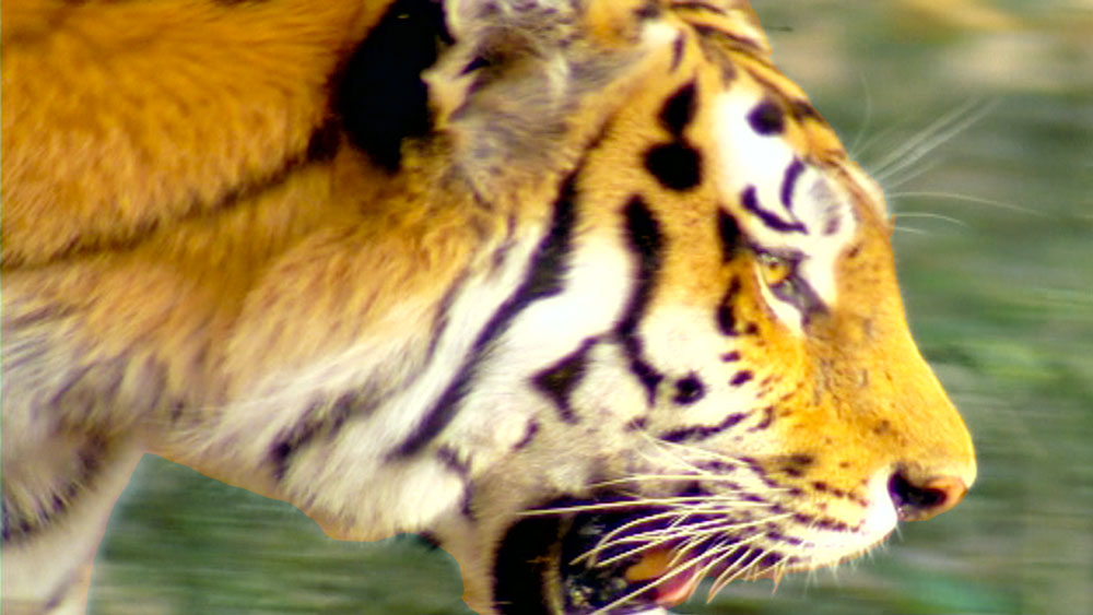 Siberian Tiger Project