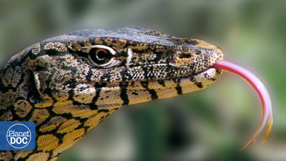 Varanos de Australia