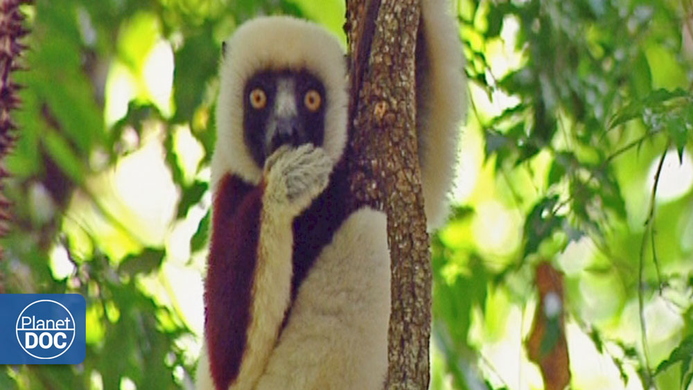 Selvas de Madagascar