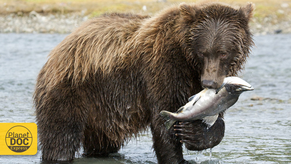 Osos Kodiak